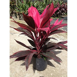 Live Dracaena Red Ruby Beautiful Ornamental Plant With Pot ...