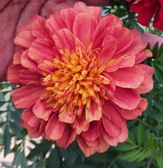 pink marigold