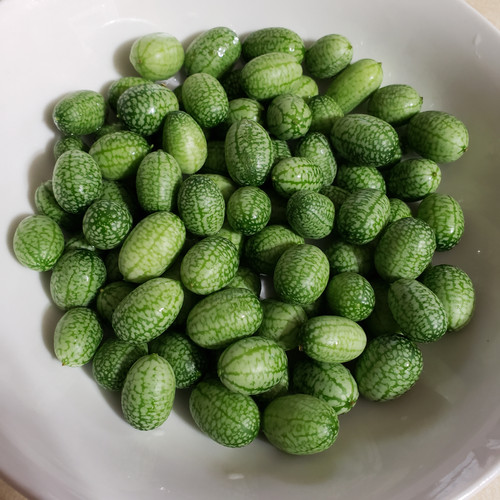Cucamelon (Pepquiño) Mouse Melon | Plant Minded Co.