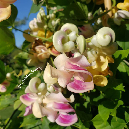 Corkscrew Vine | Vigna Caracalla