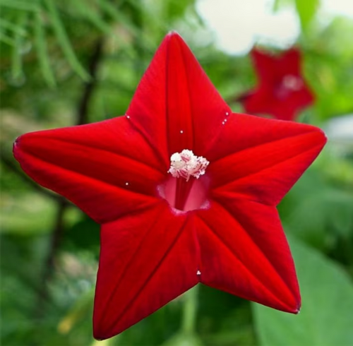 Red Cypress Vine | Ipomoea quamoclit