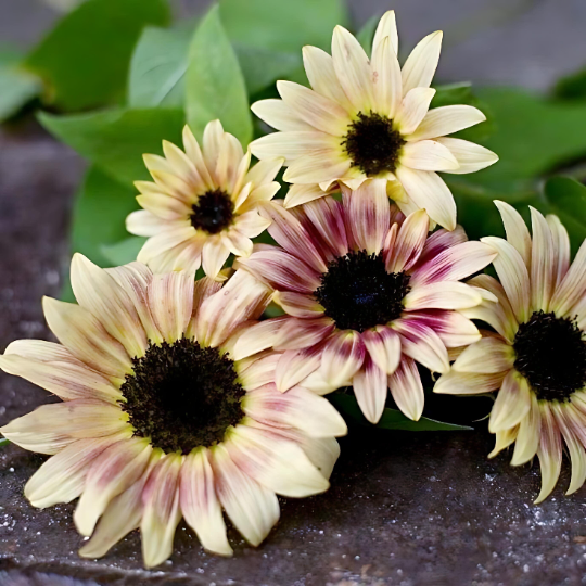 Growing | Plant Minded Co.