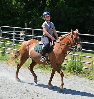 Year-Round Horse Camps | Chestnut Ridge