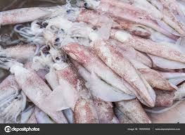 Fresh Squid 500g | Johnson’s Fish