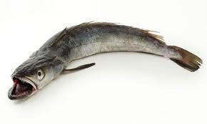 1kg Hake cut | Johnson’s Fish