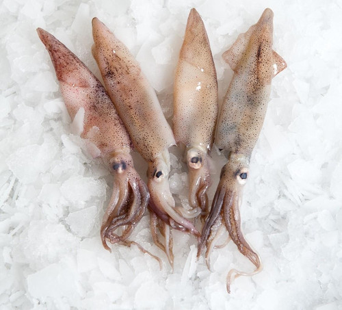 Frozen Baby Squid | Johnson’s Fish