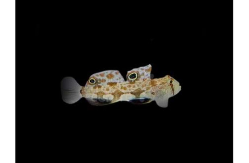 Eye Spot Goby - Signigobius biocellatus | EastendAquatics