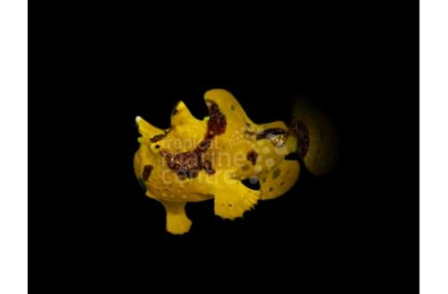 Angler Fish - Wart Skin - Antennarius maculatus | EastendAquatics