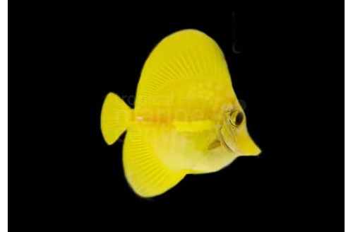 Sailfin Yellow Tang - tank bred - zebrasoma flavescens | EastendAquatics