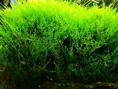 Vesicularia reticulata “Erect moss” pot | EastendAquatics