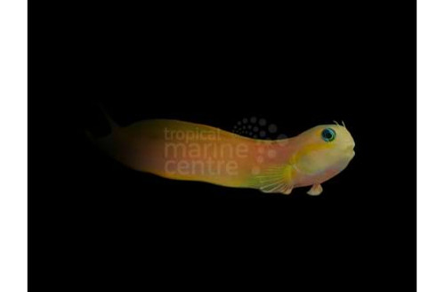 Midas Blenny - Ecsenius midas | EastendAquatics