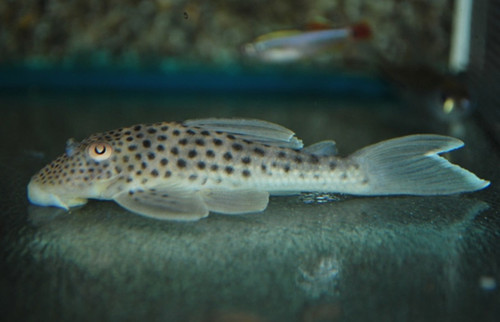 L141 Ghost Pleco Ancistomus snethlageae 4-5cm | EastendAquatics