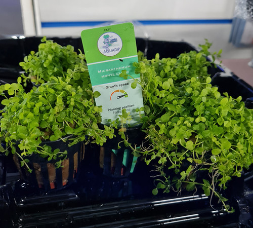 Micranthemum monte carlo potted | EastendAquatics