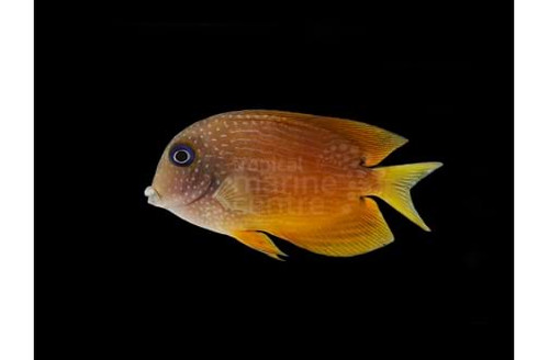 Blue Eye Tang - Fiji Ctenochaetus binotatus | EastendAquatics
