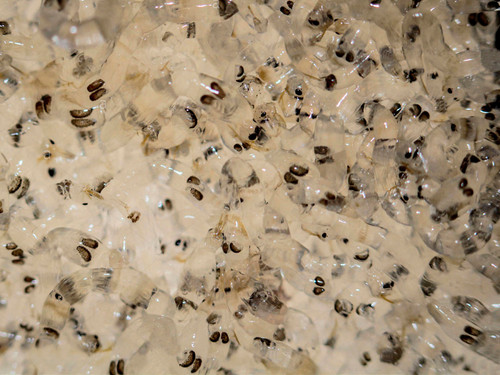 Glassworm - white mosquito larvae 1000g newspaper | EastendAquatics