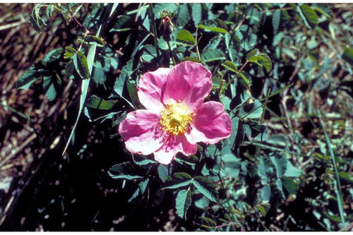 Wild Rose | Laramie County Conse
