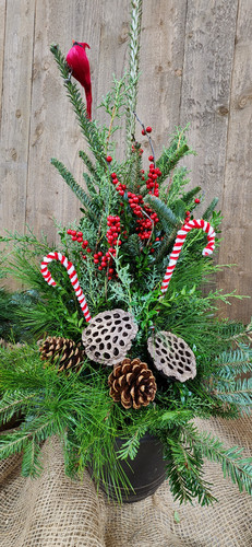 Cardinal and Candy Cane Porch Pot | Jacks Tree Farm