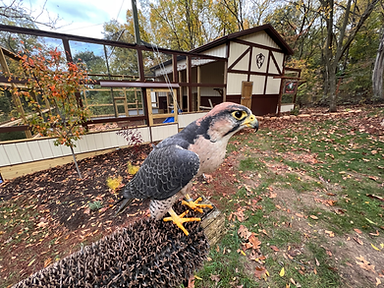 What's New! | raptorhillwildlife