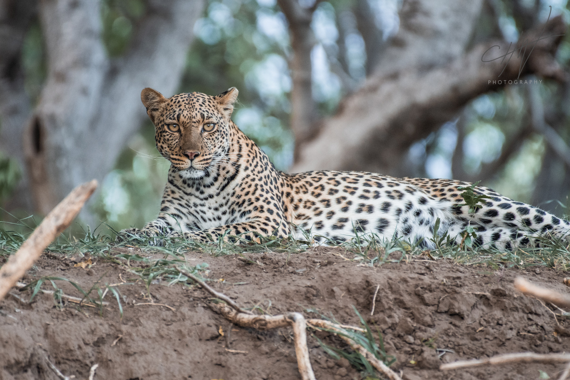 BLOG | Wildlife Photographer Adventures | WigartPhotography