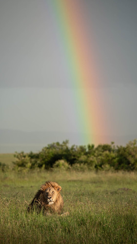 Rainbow King | wigartwildlife