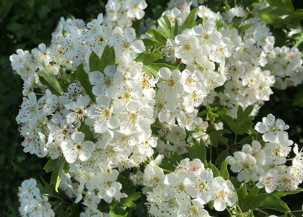 Garden Design | Trees for smaller gardens | Tythorne Garden Design