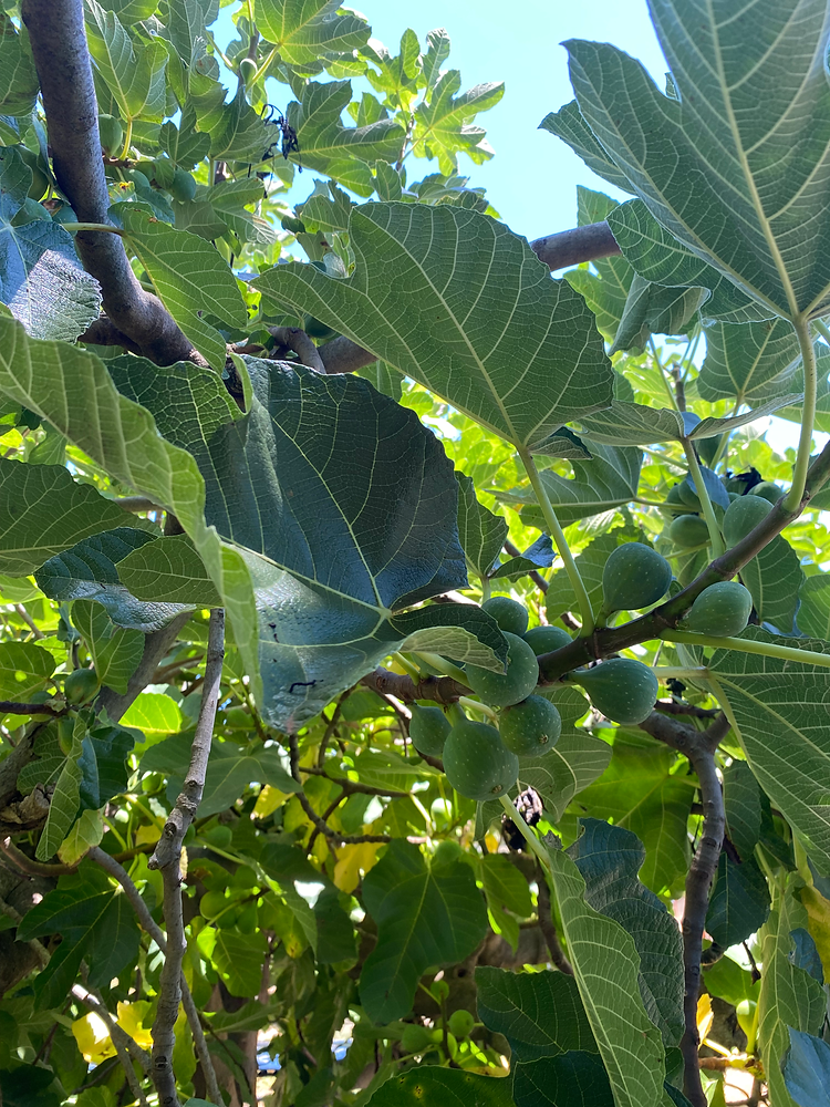 Figs in Season: The Secret to Whooping Frog Fig Gin’s Unique Flavor