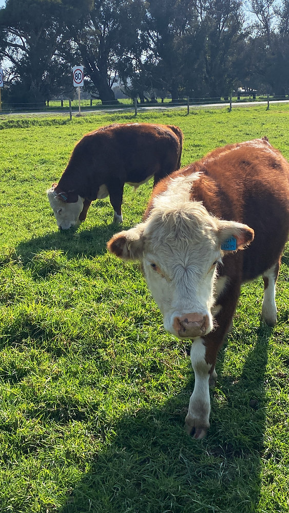 Meet the Moowers: Irwin and Ira, Our Two Cows on a Mission