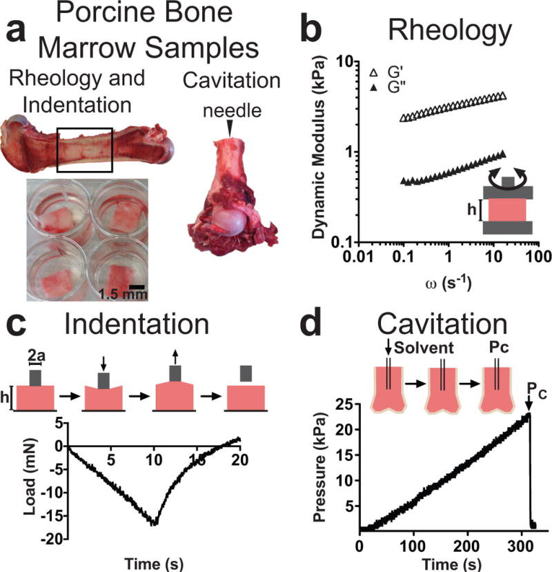 Mechanics of intact bone marrow