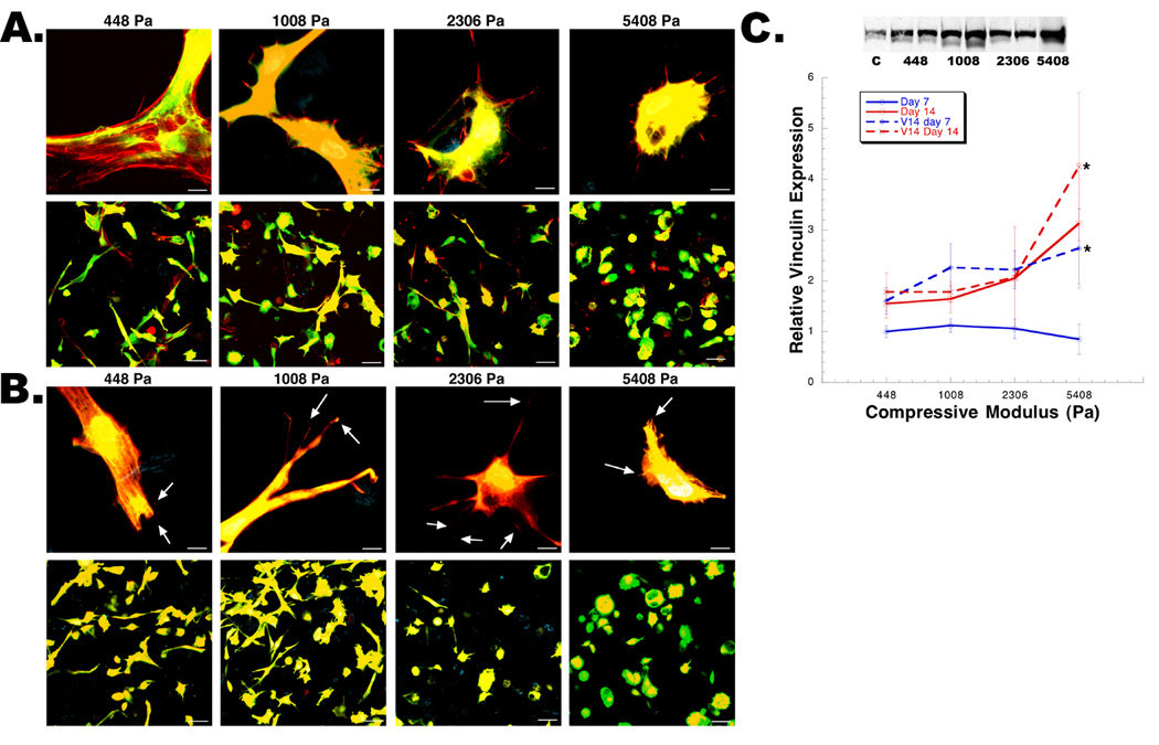 The effects of matrix stiffness and RhoA on the phenotypic plasticity ...