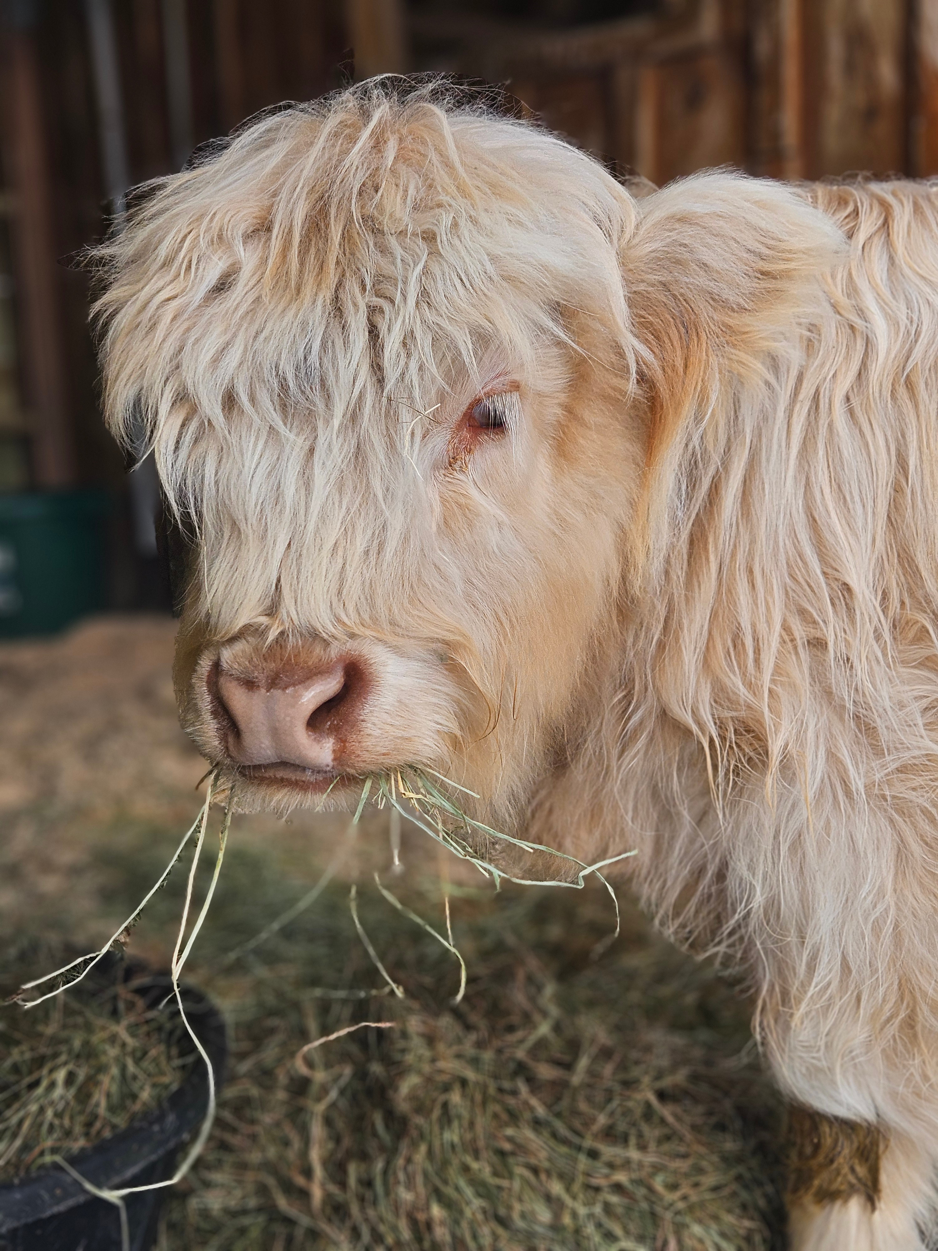 1:30pm Sanctuary Group Guided Visit for Mass Female Friends! | Unity Farm Sanctuary