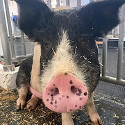 Sherborn | United States | Unity Farm Sanctuary