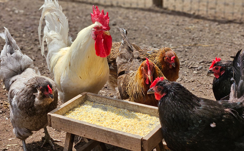 Sherborn | United States | Unity Farm Sanctuary