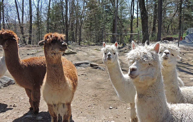 vicuna coloring page