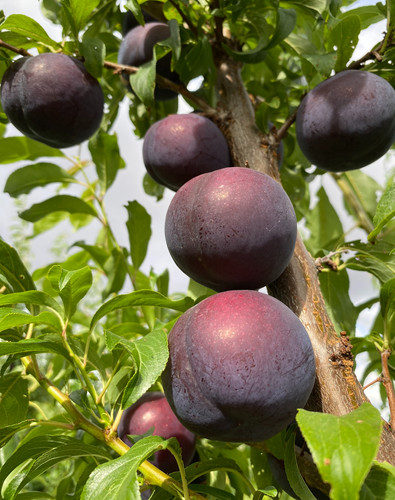 Black Amber Plums 4.5kg | Stone House Gardens