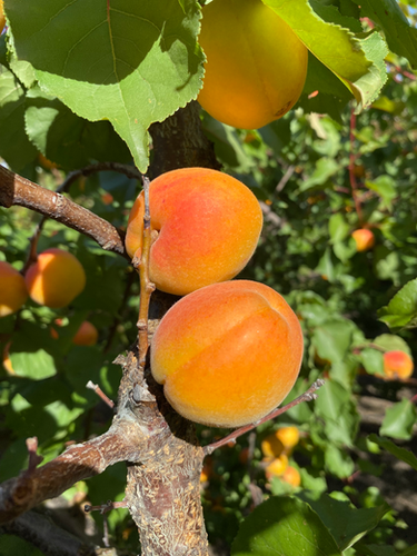 Royal Rosa Apricots 9kg | Stone House Gardens