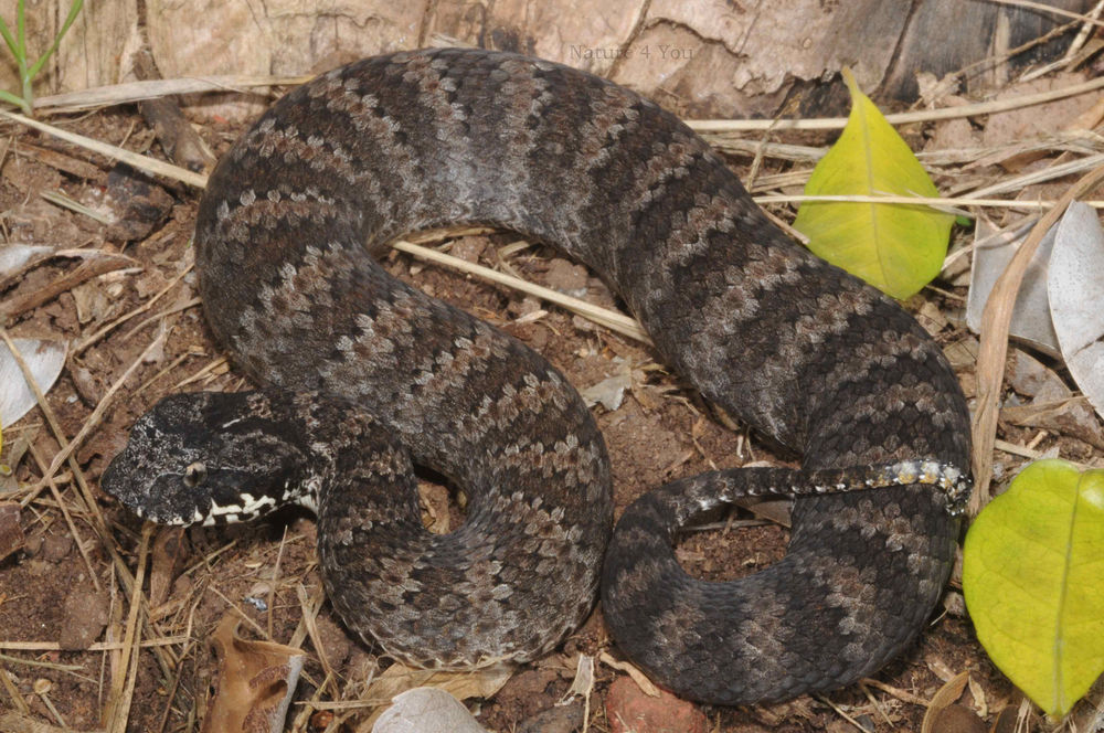 Commonly asked questions answered for this species of Death Adder....