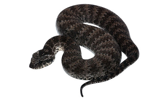 The Deadliest Snakes in Australia | natureforyou