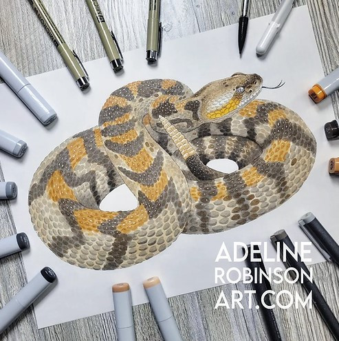 Timber Rattlesnake Print | natureforyou