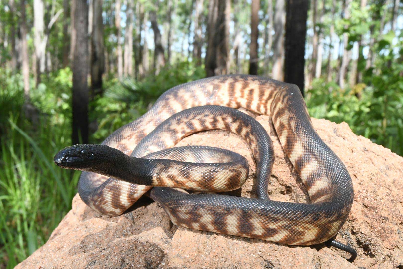 Snakes in flood waters