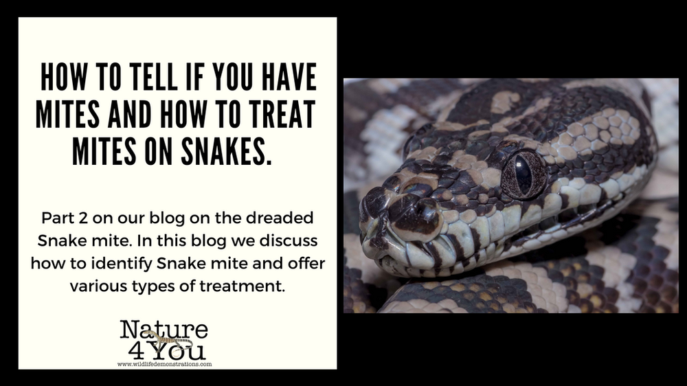 Snake mite - how to treat them effectively.