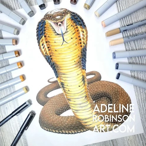 King Cobra Print | natureforyou