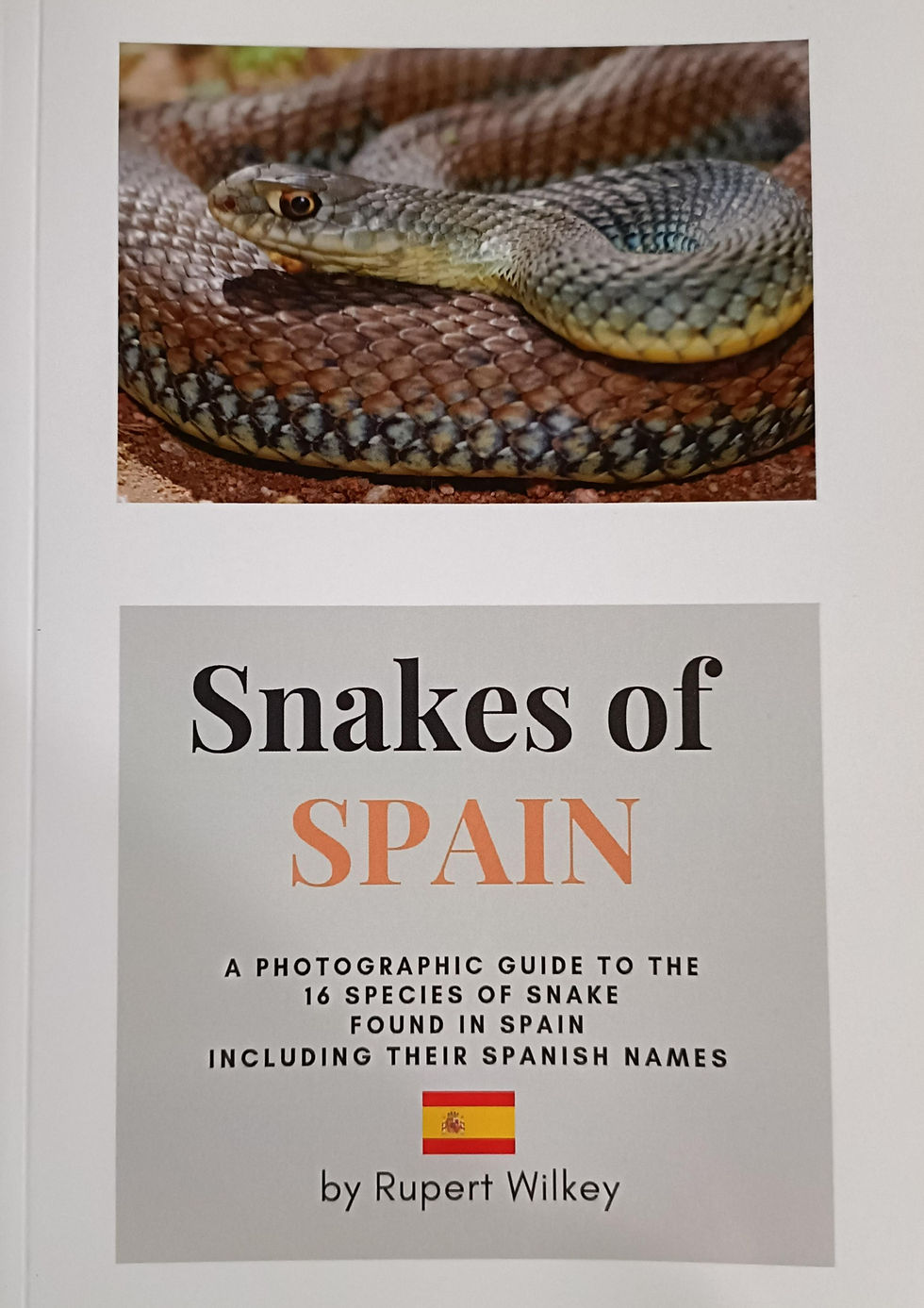 Snakes of Spain | natureforyou