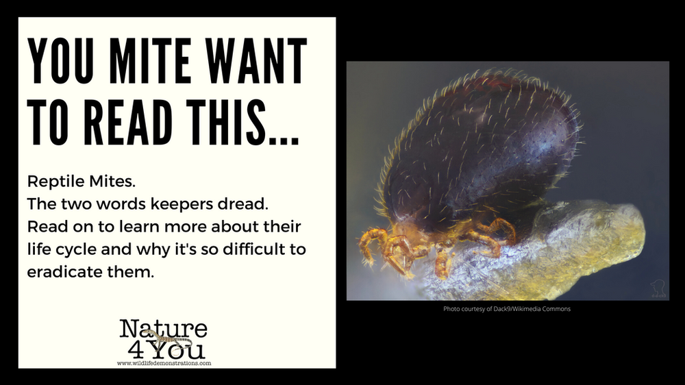 Snake Mites - the life cycle of those tiny, ugly little pests we love ...