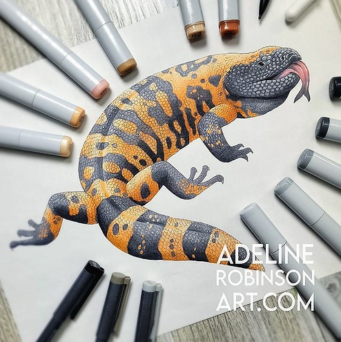 Gila Monster Print | natureforyou