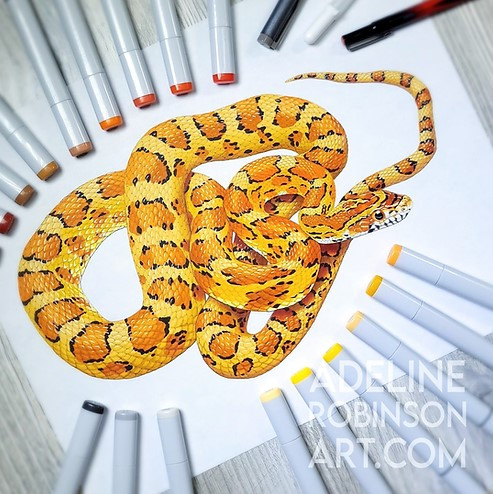 Corn Snake Print | natureforyou