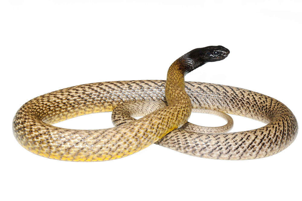 Is the Inland Taipan for you?