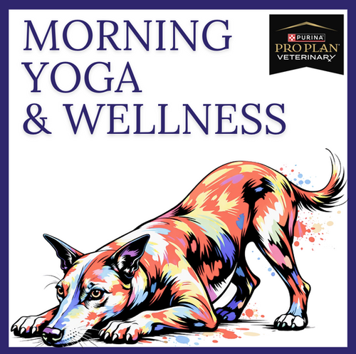 Morning Yoga and Wellness | STAAR Conference