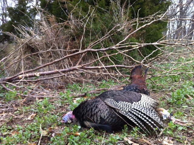 faststrikeblinds | TURKEY & PREDATOR