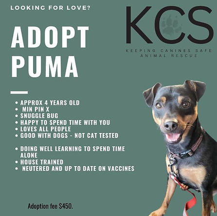 Adopt | KCS Animal Rescue