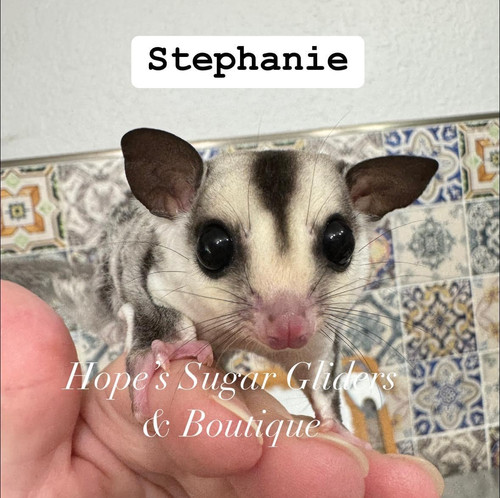 Stephanie- curly glider | Hopes Happy Homestea